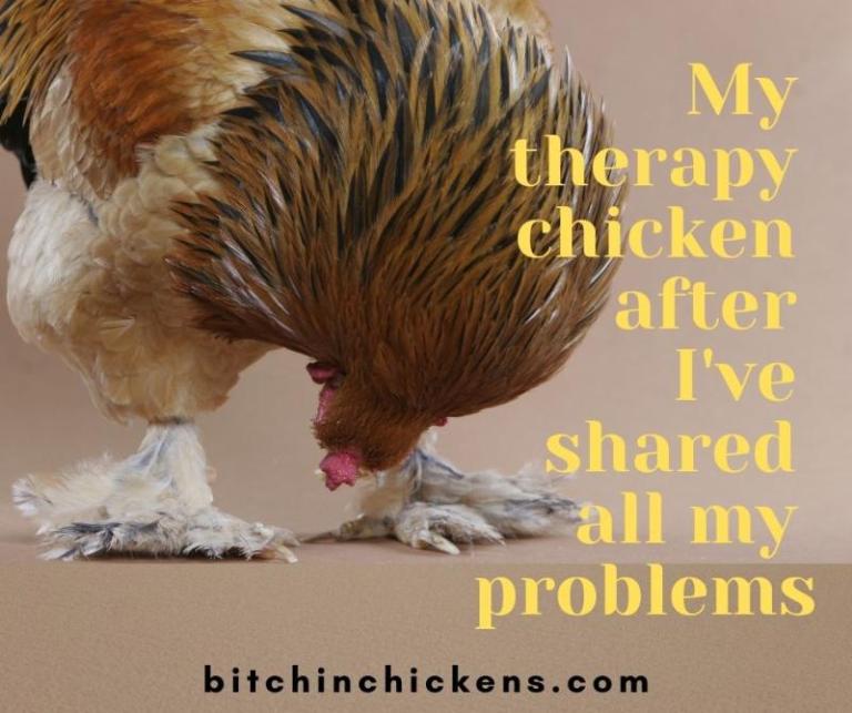 Chicken Therapy: The Health Benefits Of Feathered Friends – Bitchin ...
