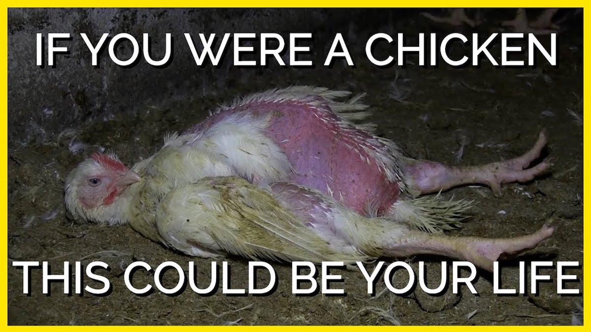The Problem With PETA: When Activism Does Harm – Bitchin' Chickens