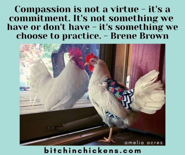 Chicken Welfare: Working Together For Change – Bitchin' Chickens