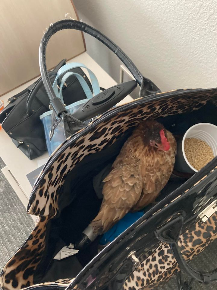 The Poultry Princess: Henopause – Bitchin' Chickens