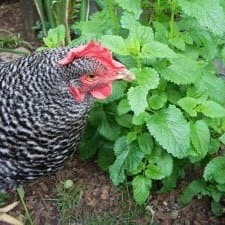 Natural Remedy For Chickens: Lemon Balm – Bitchin' Chickens