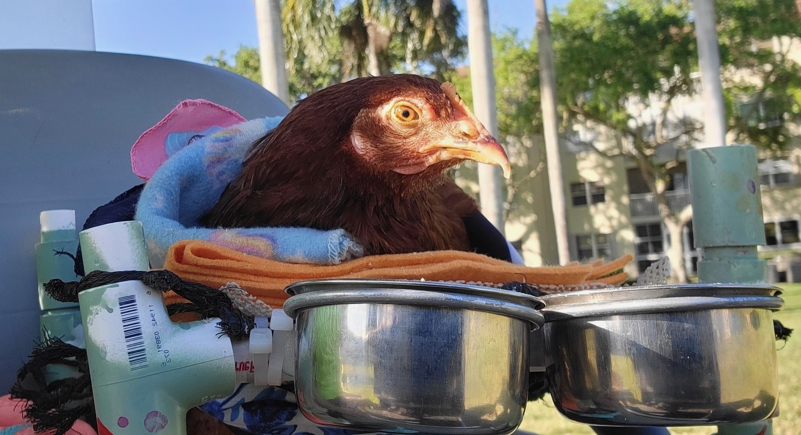 A Chicken Keeper’s Grief & Loss – Bitchin' Chickens