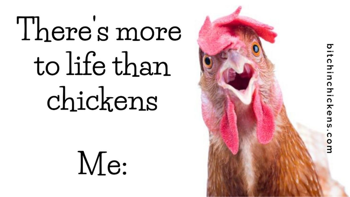 Dead Chicken Memes Bitchin' Chickens Memes: 42 Grief & Loss