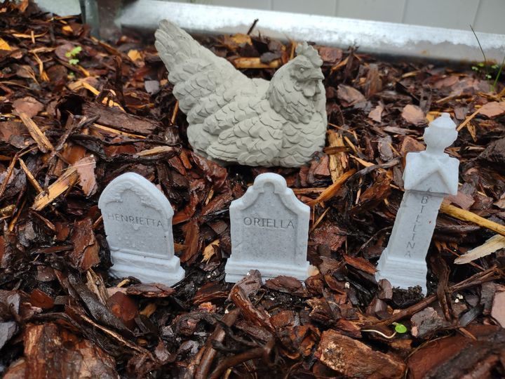 A Chicken Keeper’s Grief & Loss – Bitchin' Chickens