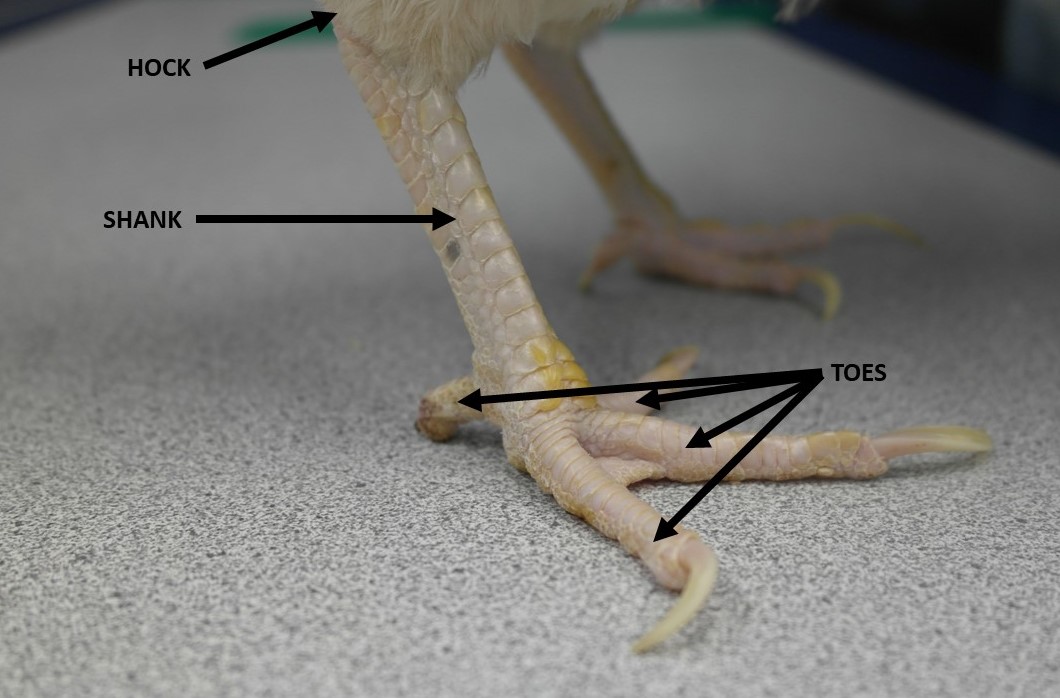A-Z Leg & Foot Issues In Chickens – Bitchin' Chickens