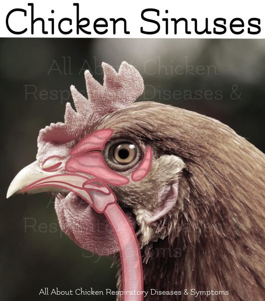 Assessing Eye Issues In Chickens – Bitchin' Chickens