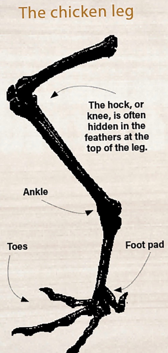 A-Z Leg & Foot Issues In Chickens – Bitchin' Chickens