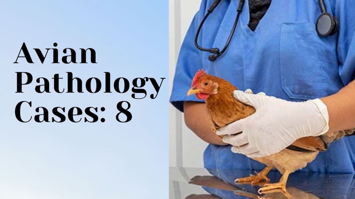 Avian Pathology Cases: 8 – Bitchin' Chickens