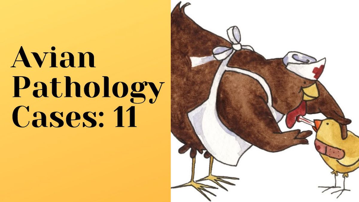 Avian Pathology Cases: 11 – Bitchin' Chickens