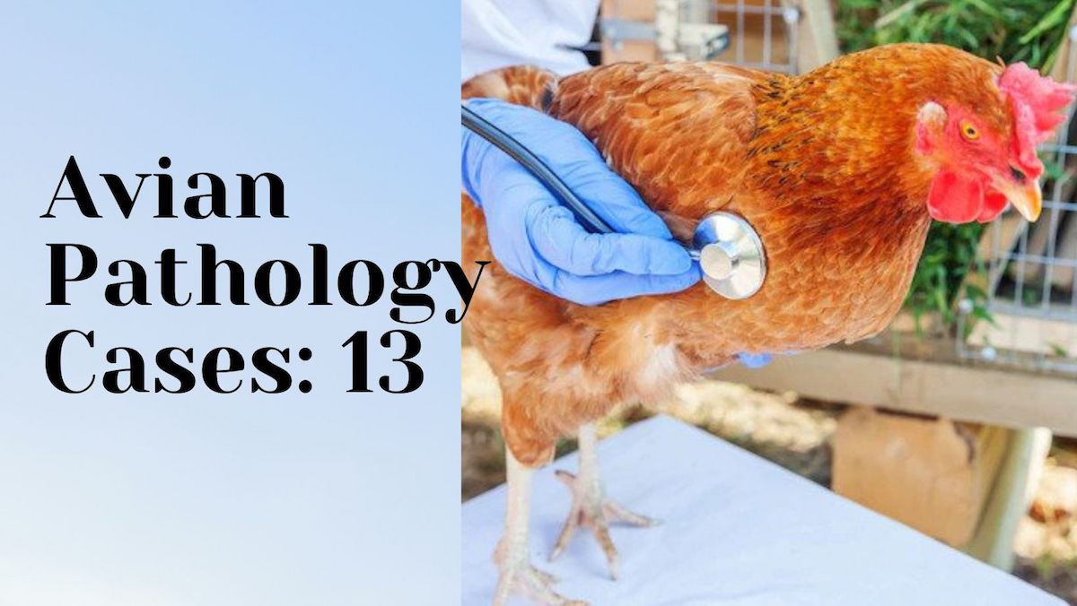 Avian Pathology Cases: 13 – Bitchin' Chickens