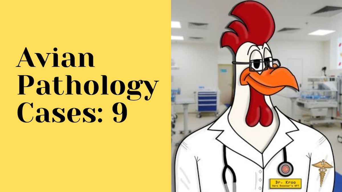 Avian Pathology Cases: 9 – Bitchin' Chickens