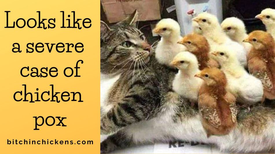 Bitchin’ Chickens Memes: 22 – Bitchin' Chickens