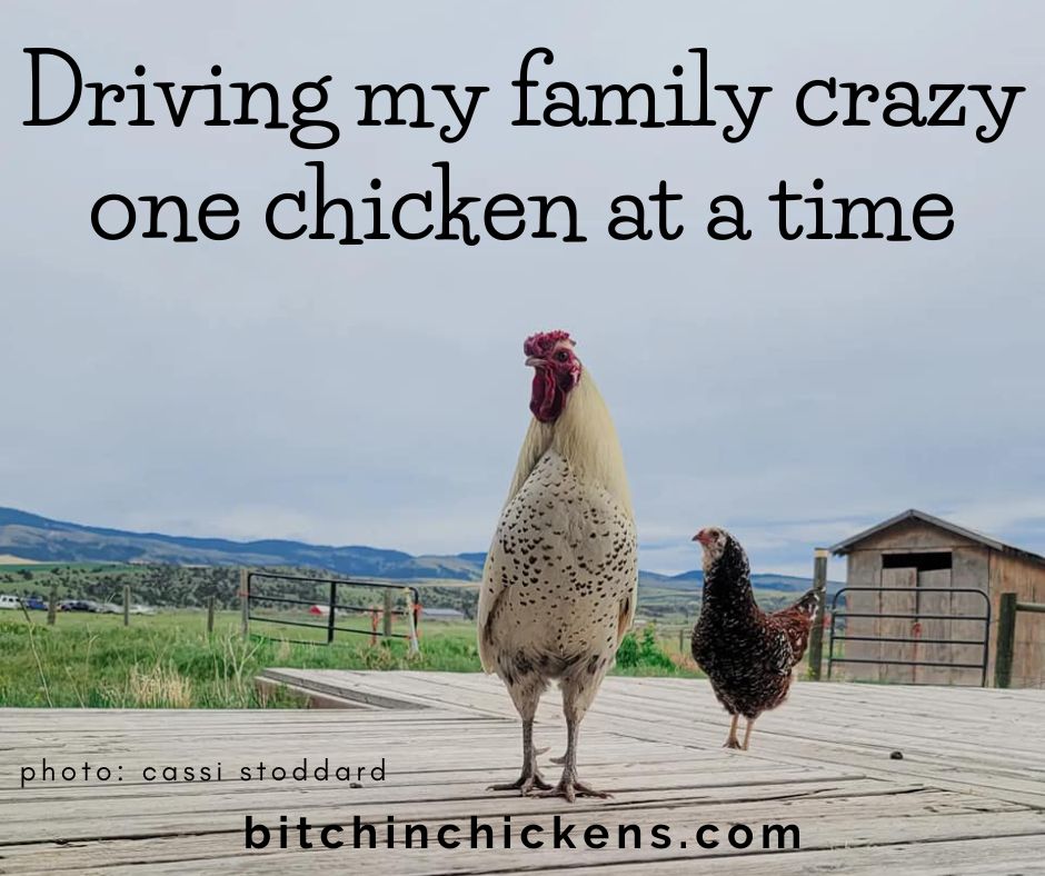 Bitchin’ Chickens Memes: 22 – Bitchin' Chickens