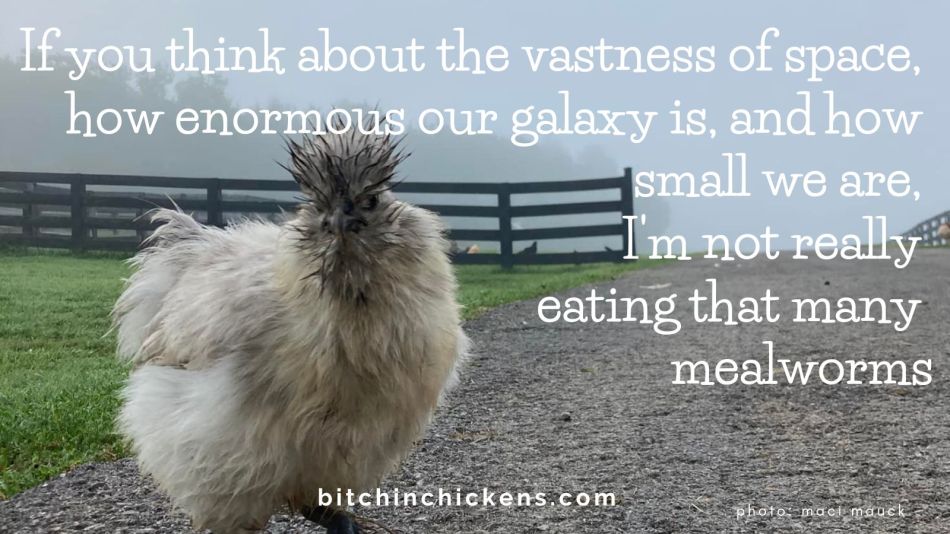 Bitchin’ Chickens Memes: 22 – Bitchin' Chickens