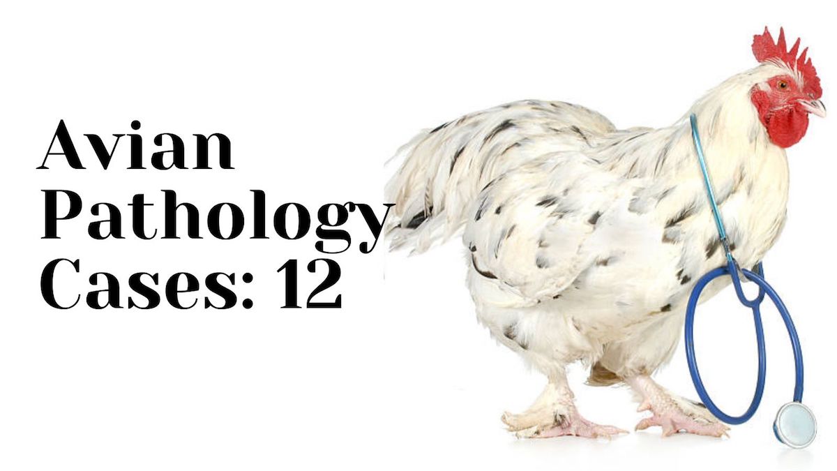 Avian Pathology Cases: 12 – Bitchin' Chickens