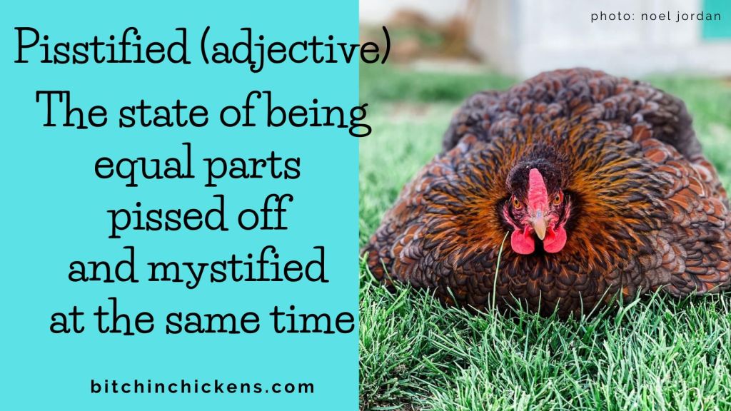 Bitchin’ Chickens Memes: 22 – Bitchin' Chickens