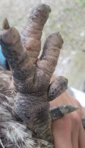 A-Z Leg & Foot Issues In Chickens – Bitchin' Chickens