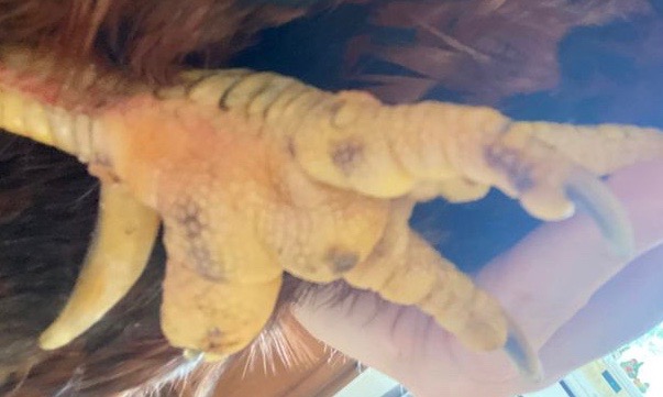 A-Z Leg & Foot Issues In Chickens – Bitchin' Chickens