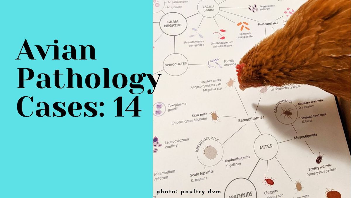 Avian Pathology Cases: 14 – Bitchin' Chickens
