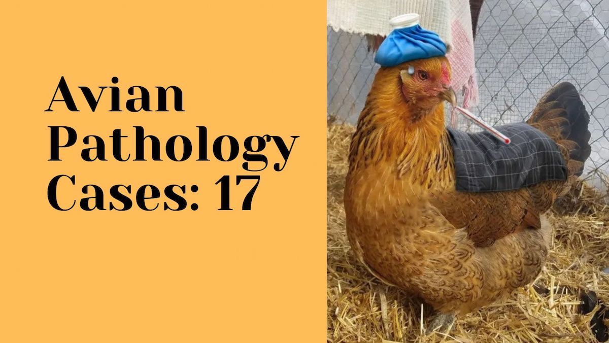 Avian Pathology Cases: 17 – Bitchin' Chickens