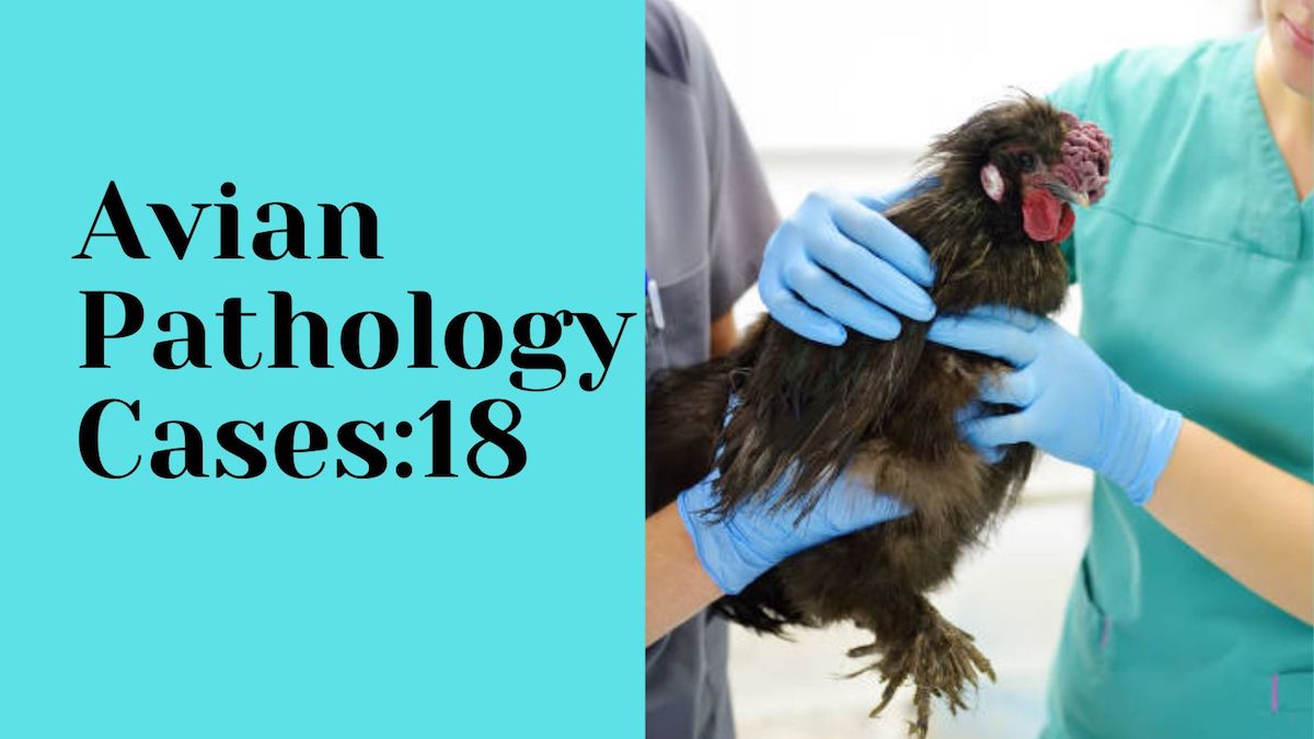 Avian Pathology Cases: 18 – Bitchin' Chickens