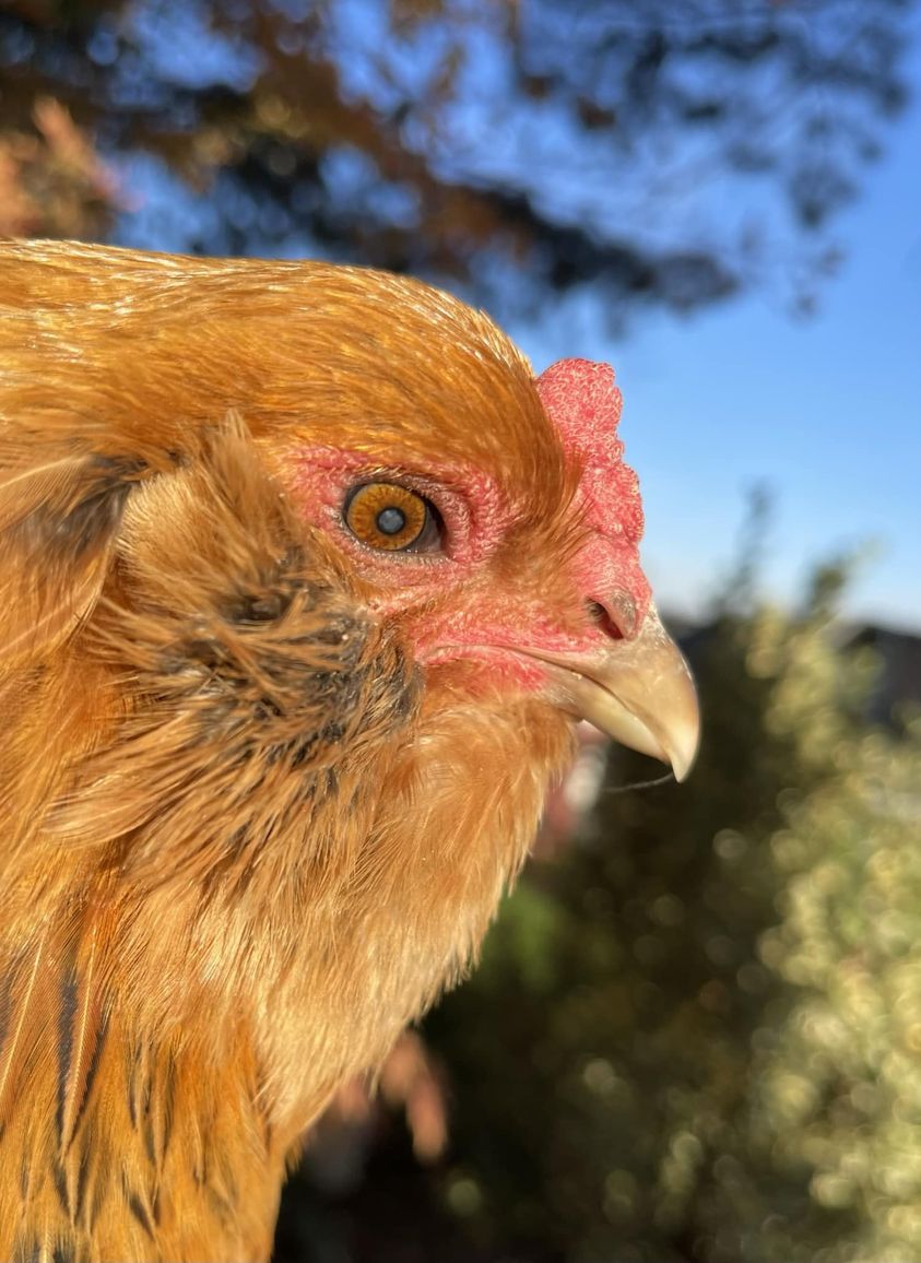 Assessing Eye Issues In Chickens – Bitchin' Chickens
