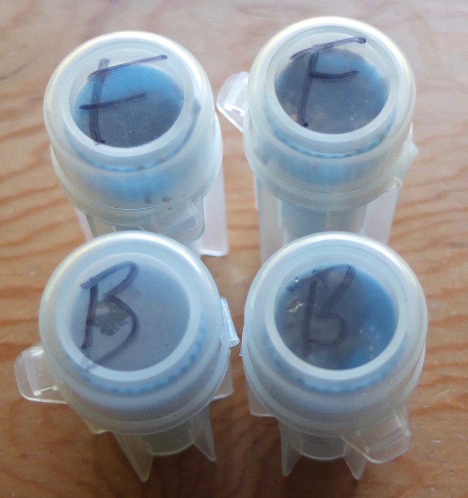 Fecal Float Testing: On The Hunt For Chicken Parasites – Bitchin' Chickens