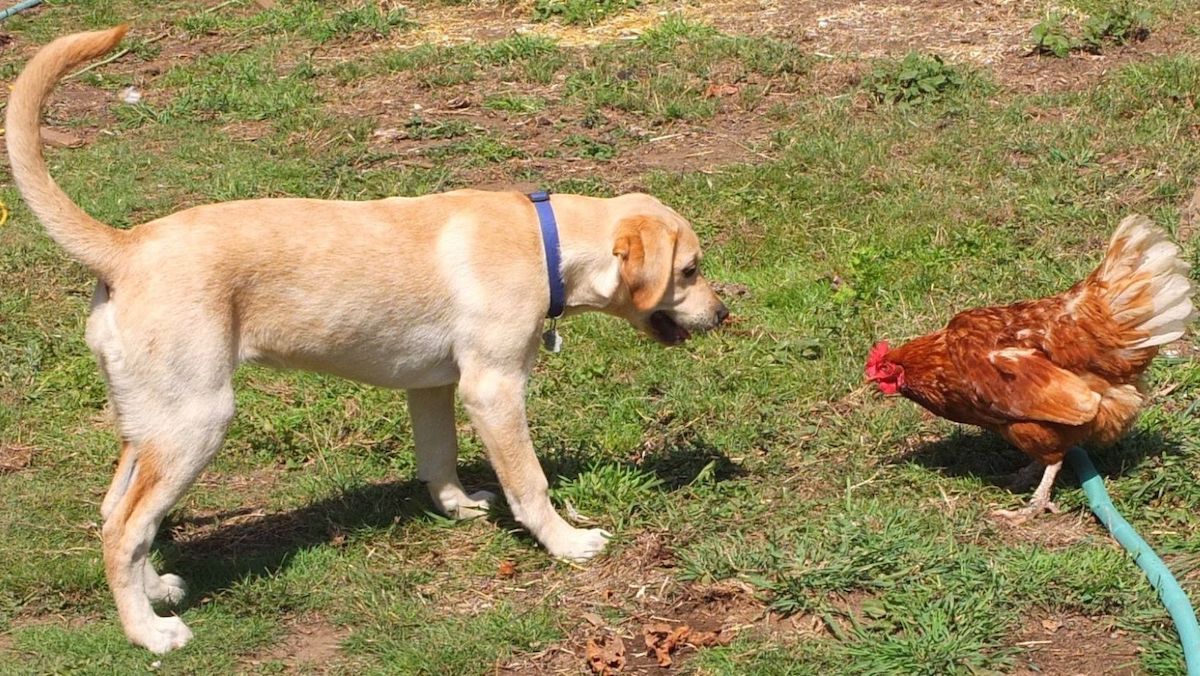 The Funny Farm: Hen 1, Dog 0 – Bitchin' Chickens