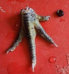 A-Z Leg & Foot Issues In Chickens – Bitchin' Chickens