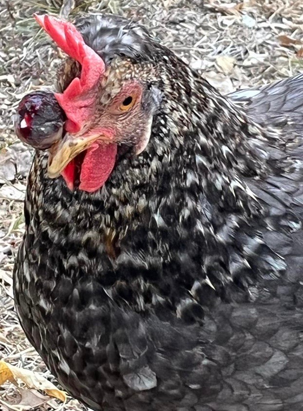 Avian Pathology Cases: 19 – Bitchin' Chickens