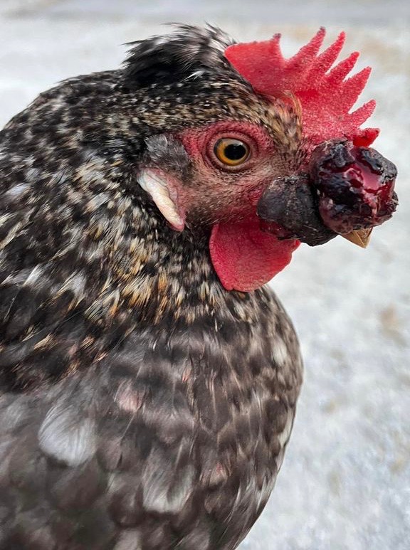 Avian Pathology Cases: 19 – Bitchin' Chickens