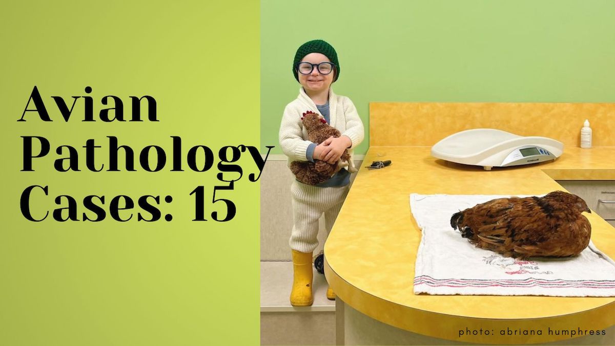 Avian Pathology Cases: 15 – Bitchin' Chickens