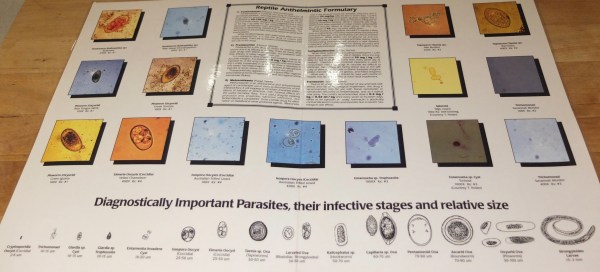 Fecal Float Testing: On The Hunt For Chicken Parasites – Bitchin' Chickens