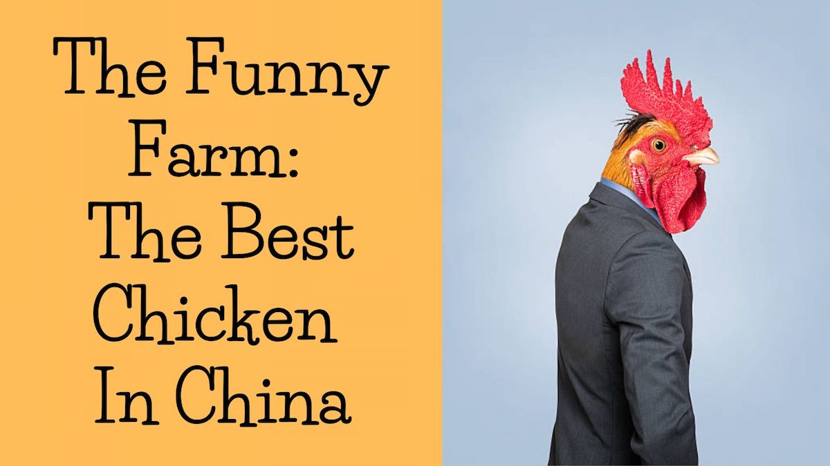 The Funny Farm: The Best Chicken In China – Bitchin' Chickens