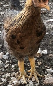 A-Z Leg & Foot Issues In Chickens – Bitchin' Chickens