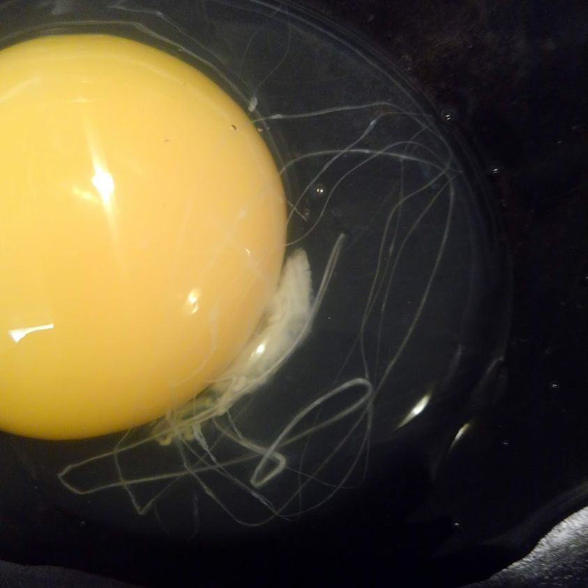 Avian Pathology Cases: 18 – Bitchin' Chickens