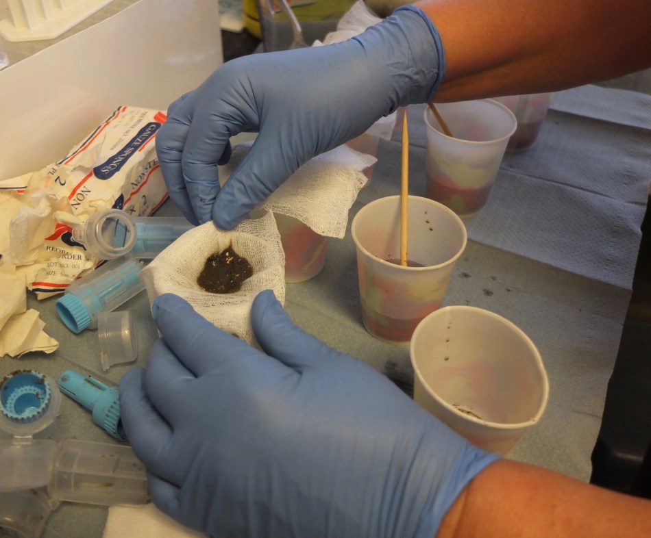 Fecal Float Testing: On The Hunt For Chicken Parasites – Bitchin' Chickens