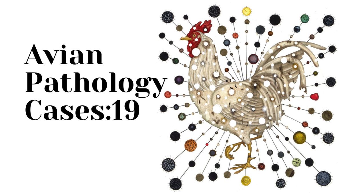 Avian Pathology Cases: 19 – Bitchin' Chickens