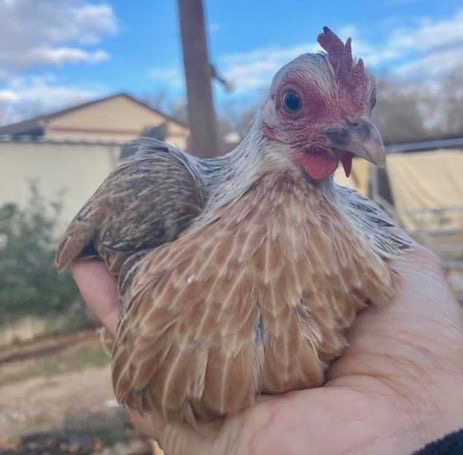 The Poultry Princess: Stay Poop Free, My Friends – Bitchin' Chickens