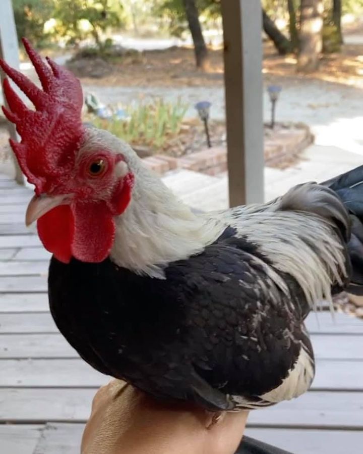 The Poultry Princess: Pecked By A Rooster – Bitchin' Chickens