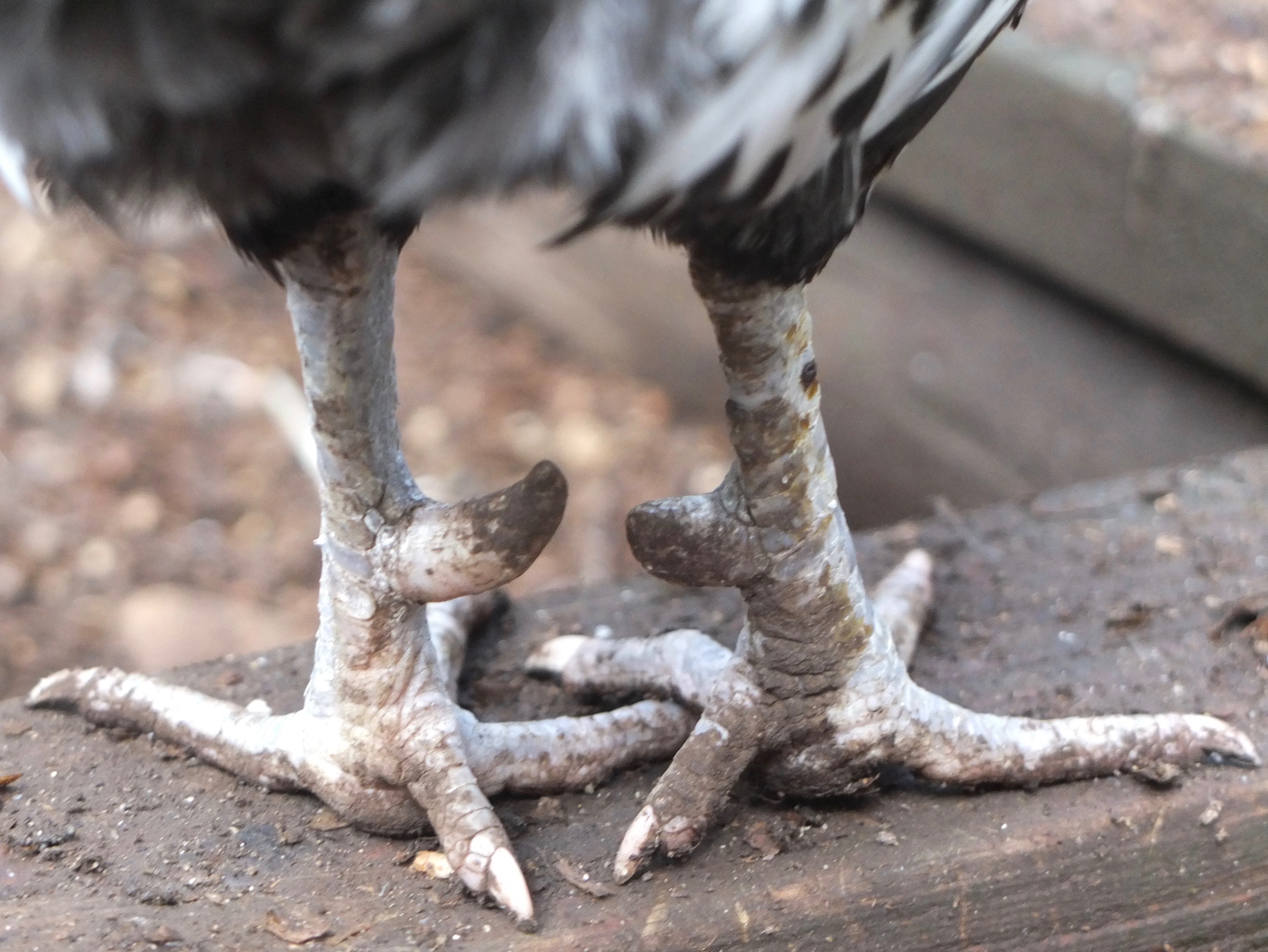 When The Flock Turned On One Of Its Own – Bitchin' Chickens