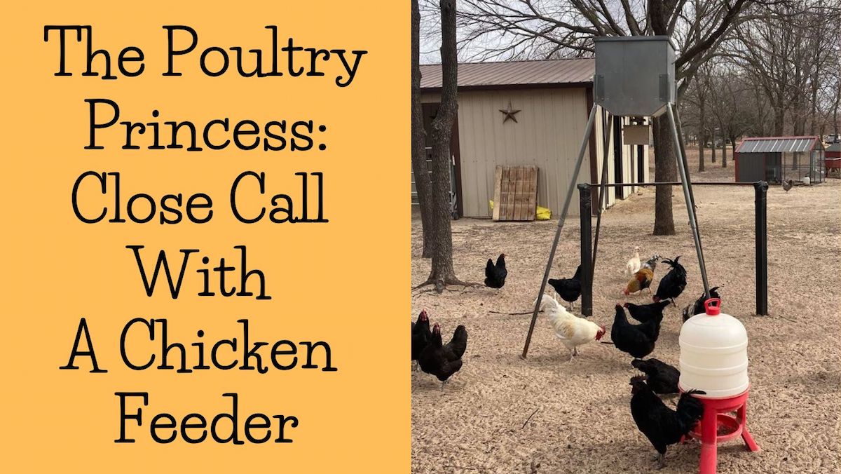 The Poultry Princess: Close Call With A Chicken Feeder – Bitchin' Chickens