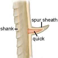 A-Z Leg & Foot Issues In Chickens – Bitchin' Chickens
