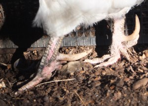 A-Z Leg & Foot Issues In Chickens – Bitchin' Chickens