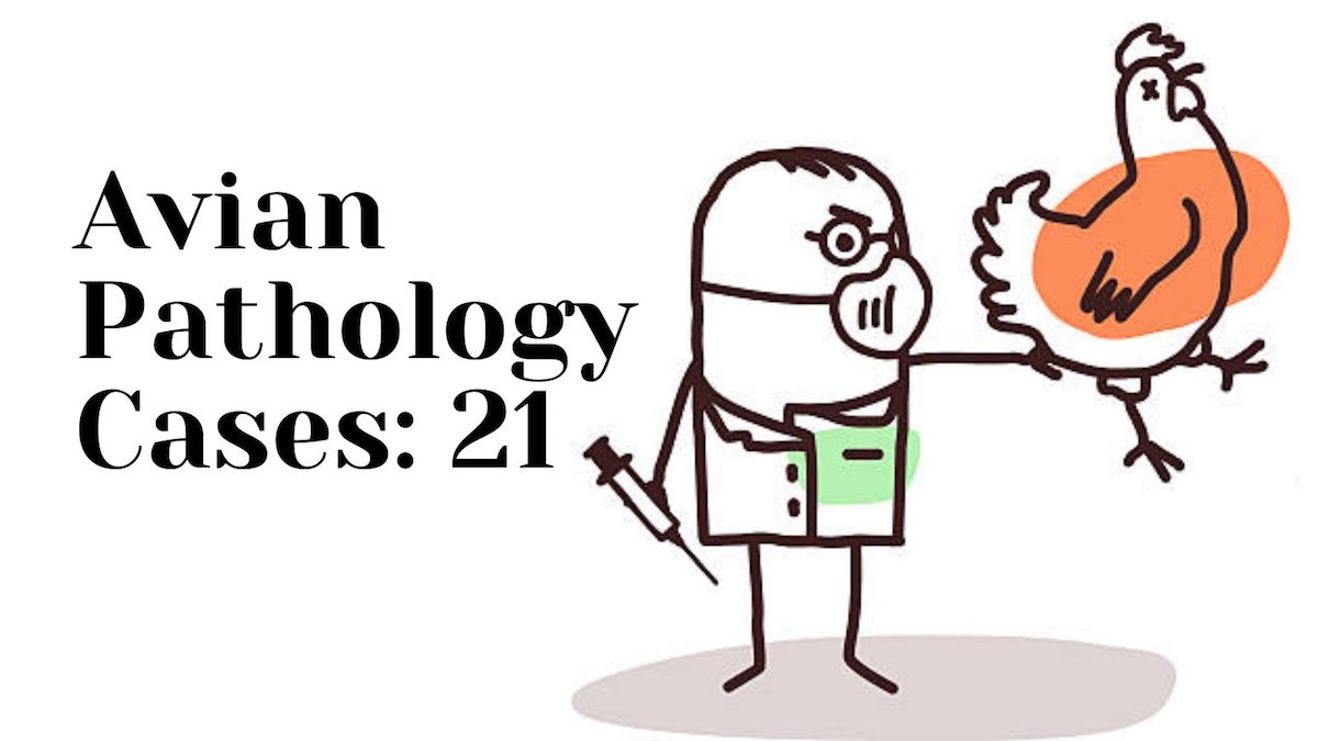 Avian Pathology Cases: 21 – Bitchin' Chickens