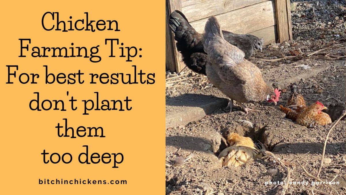 Bitchin’ Chickens Memes: 25 – Bitchin' Chickens