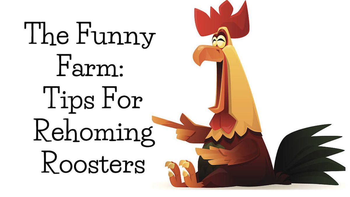 The Funny Farm: Tips For Rehoming Roosters – Bitchin' Chickens