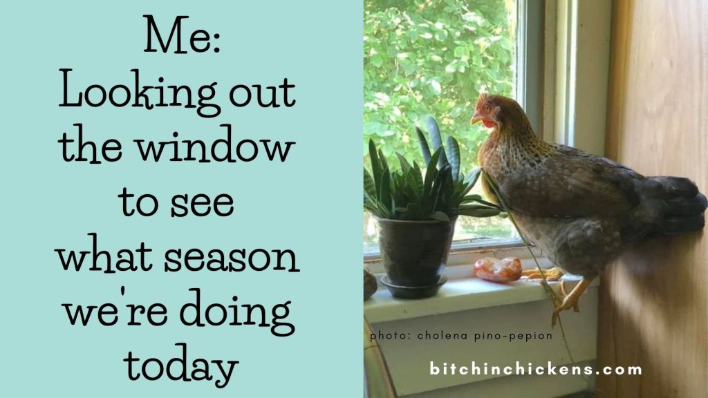 Bitchin’ Chickens Memes: 25 – Bitchin' Chickens