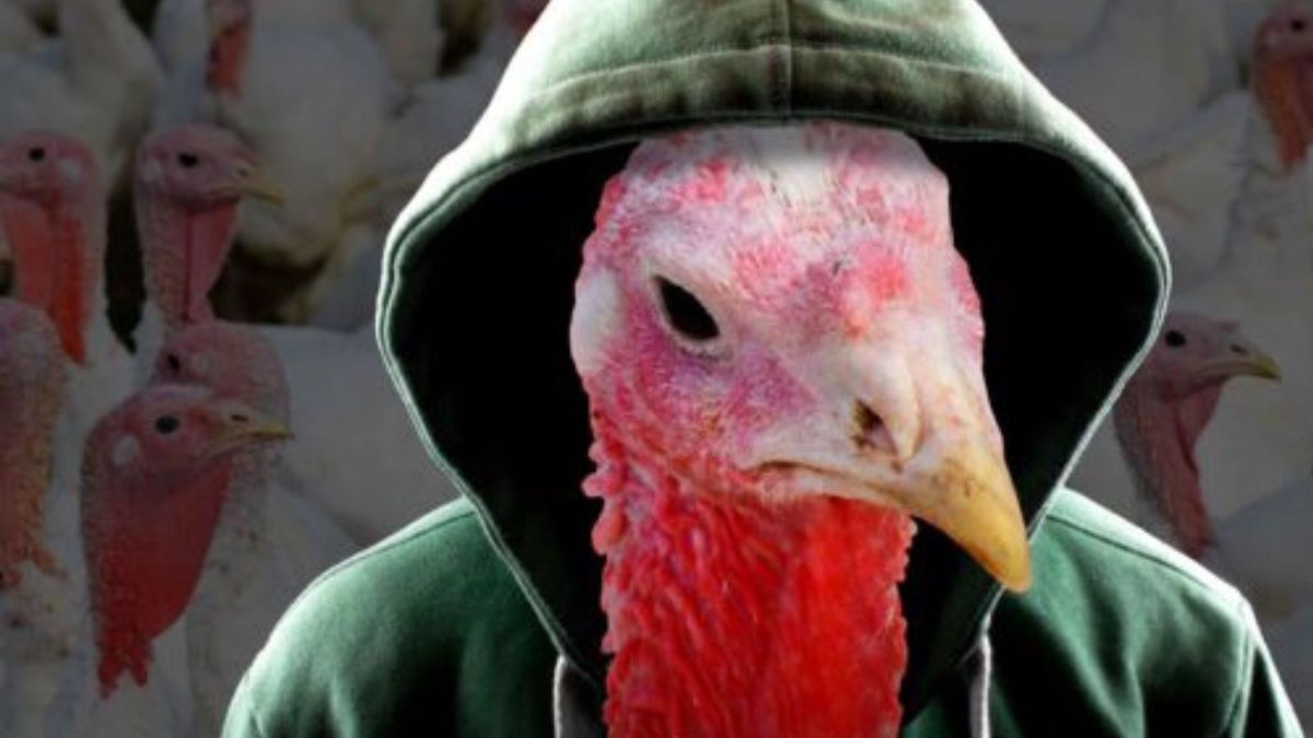 The Poultry Princess: My Turkey Doesn’t Love Me – Bitchin' Chickens