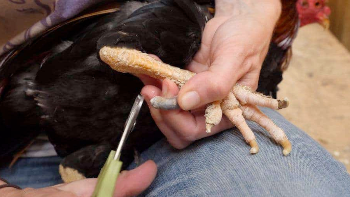 Rooster Spur Trimming – Bitchin' Chickens